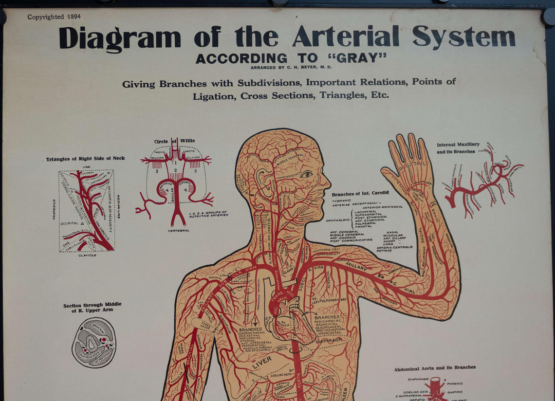 1894 Diagram of the Arterial System Original Anatomical Chart Poster ...
