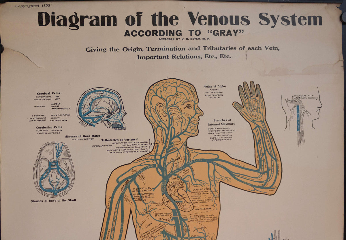 1895 Diagram of the Venous System Anatomical Chart – Golden Age Posters
