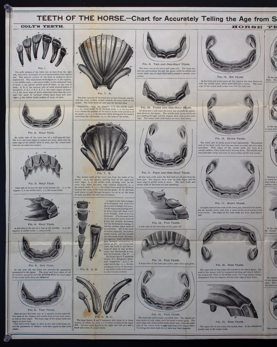 1897 Teeth Of The Horse Chart Dr Louis Brandt DVM Veterinary Antique ...